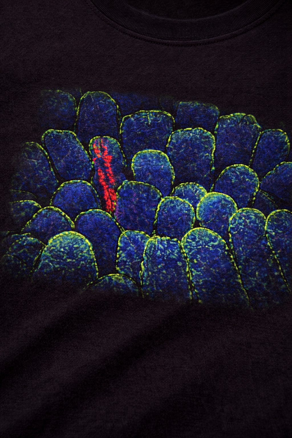 Intestine cells – MIRROR M²