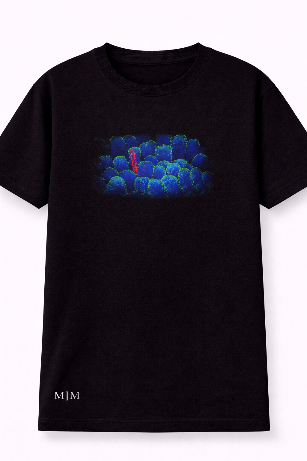 Intestine cells – MIRROR M²